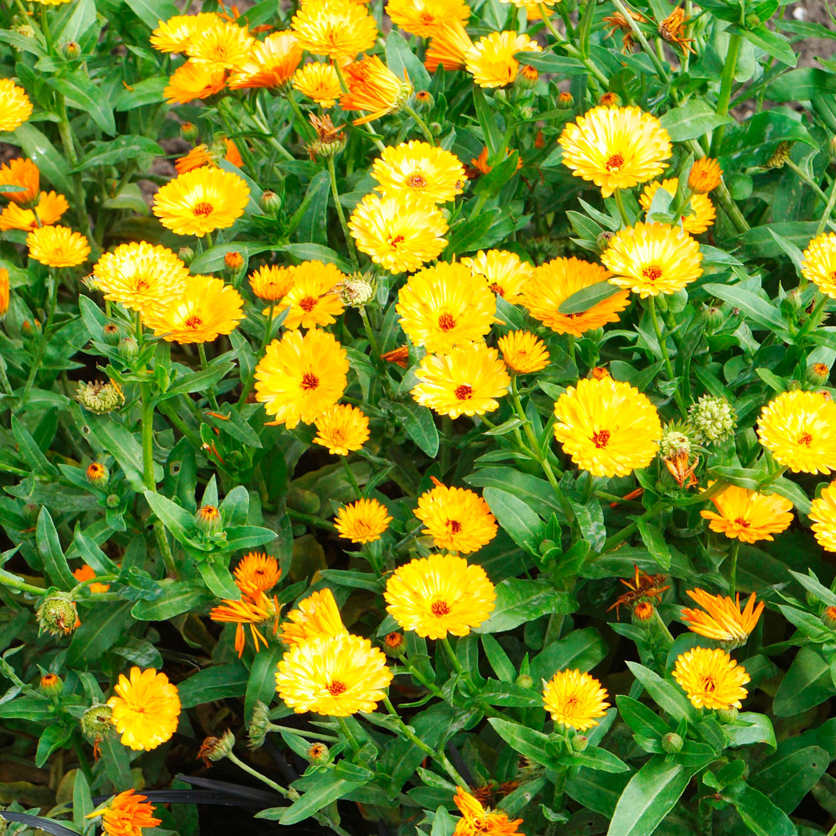 Calendula - WINTER WONDERS ® - Amber Arctic