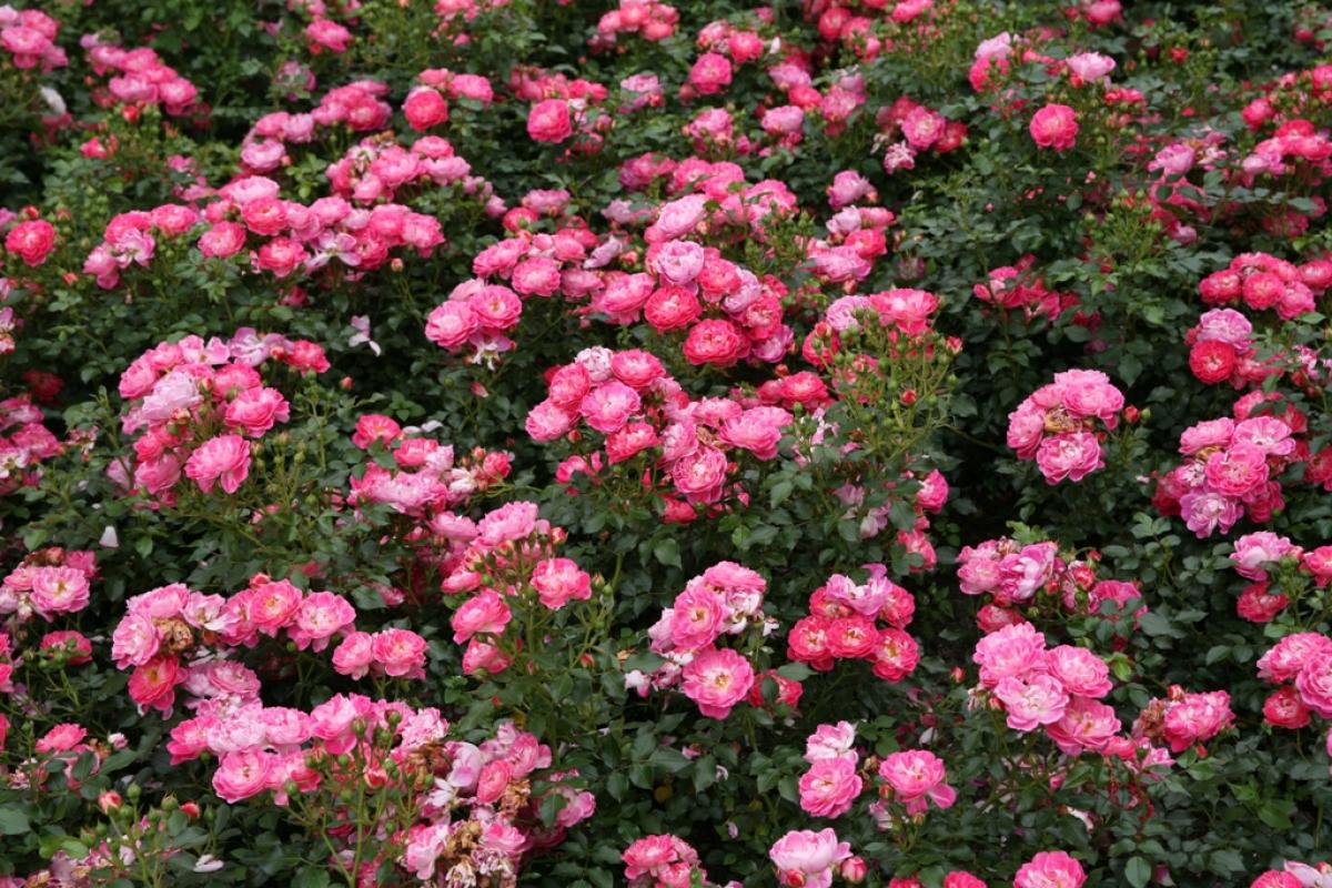 Rosier - LILLIPUTS ® - Charmant®