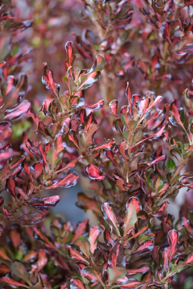 Coprosma - FUSION - Pacific Sunset