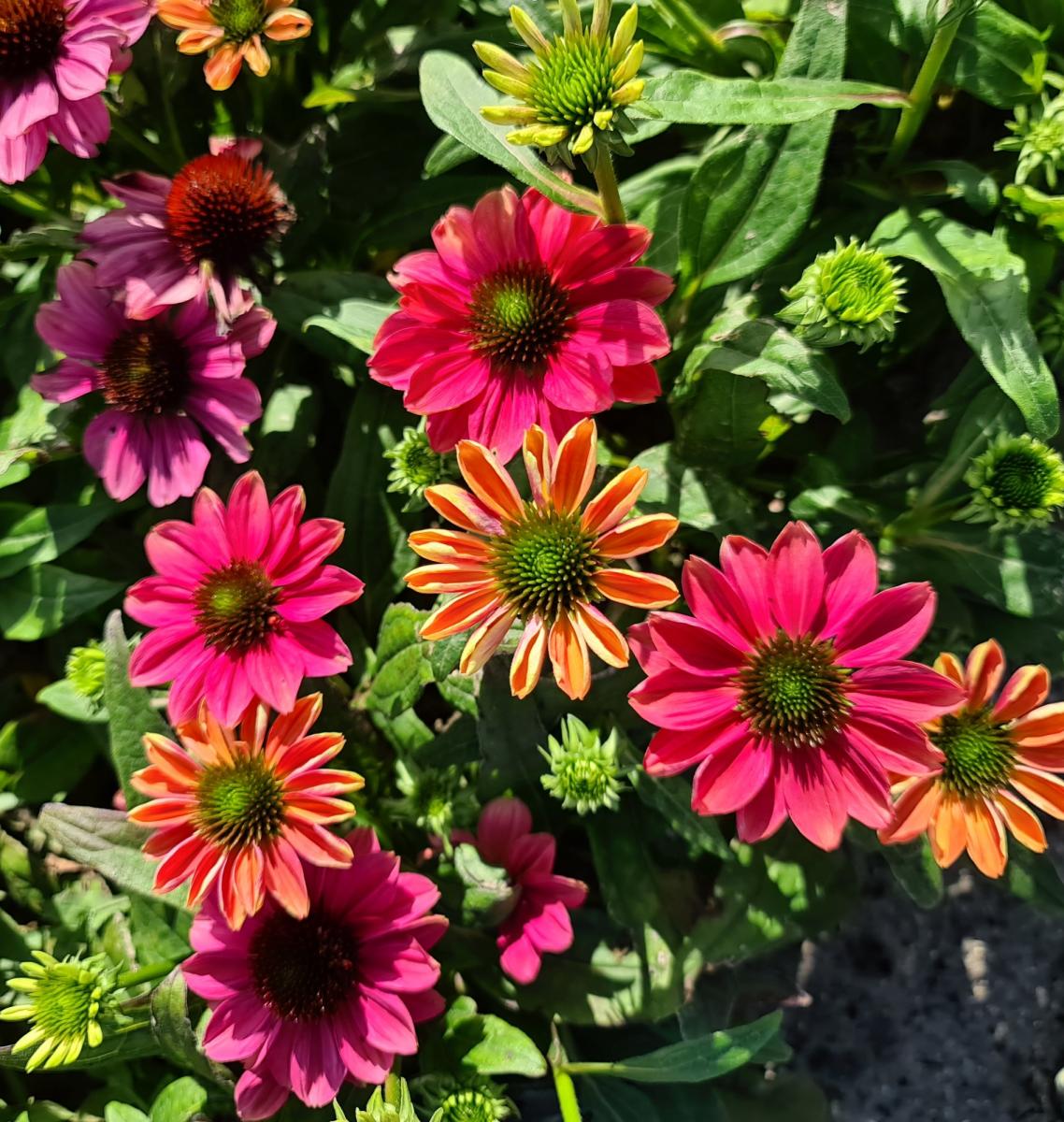 Échinacée - Evolution Colorific