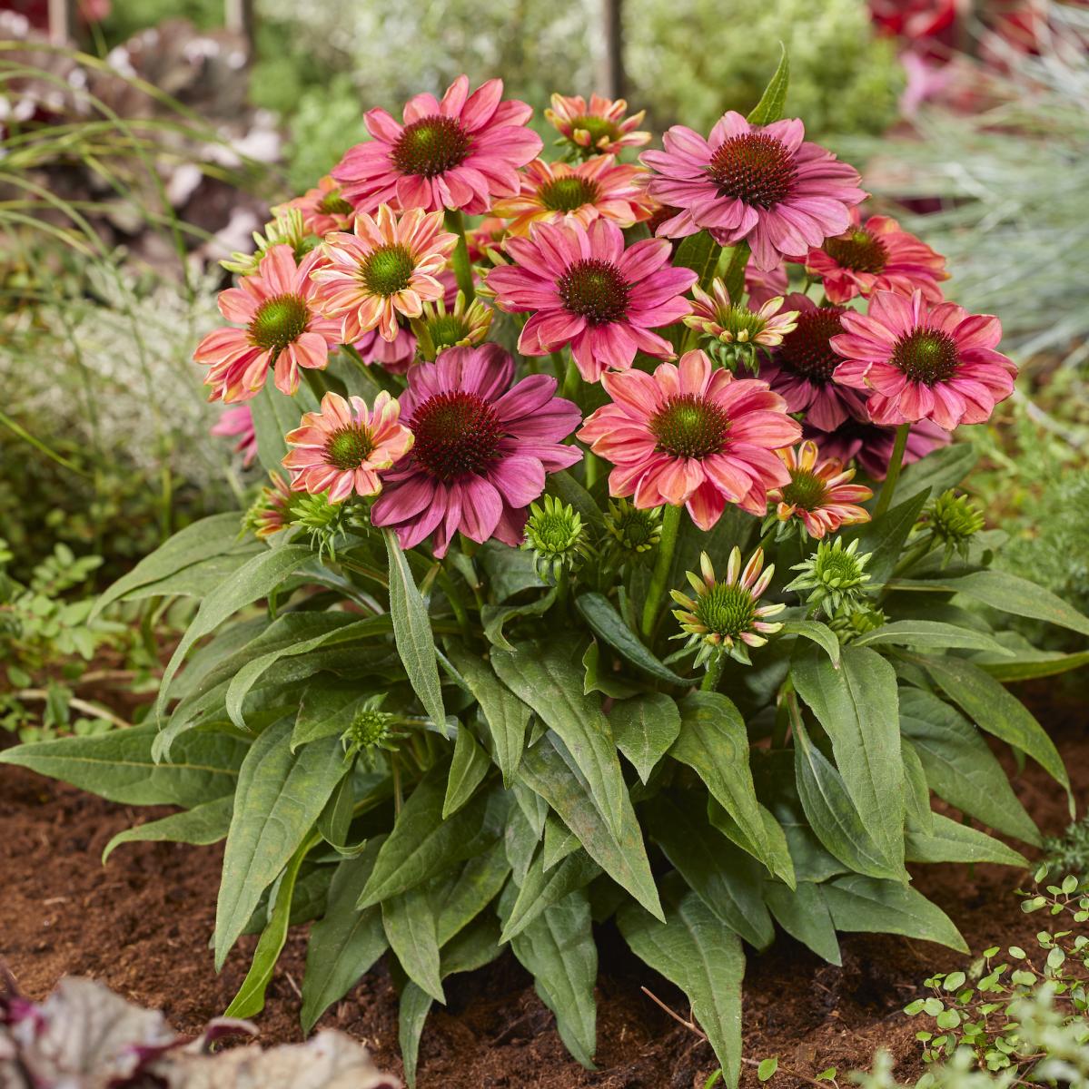 Échinacée - Evolution Colorific