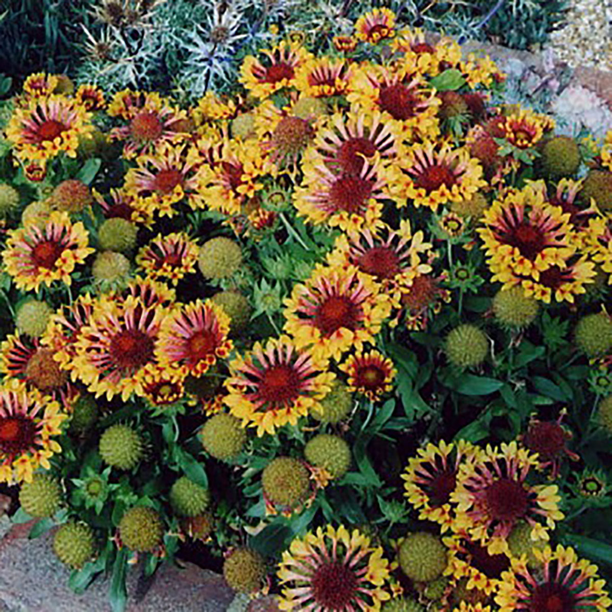 La collection Globe planter - Gaillarde - Fanfare