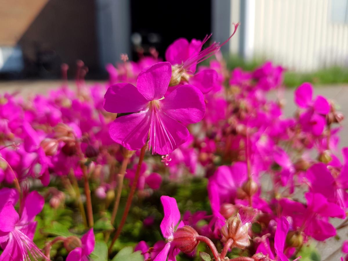 Géranium vivace - Intense