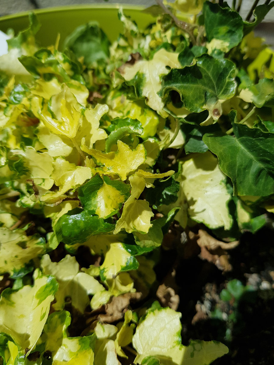 Lierre - COBRA - Gold Ingot