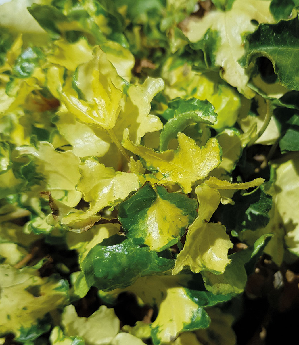 Hedera - COBRA - Gold Ingot