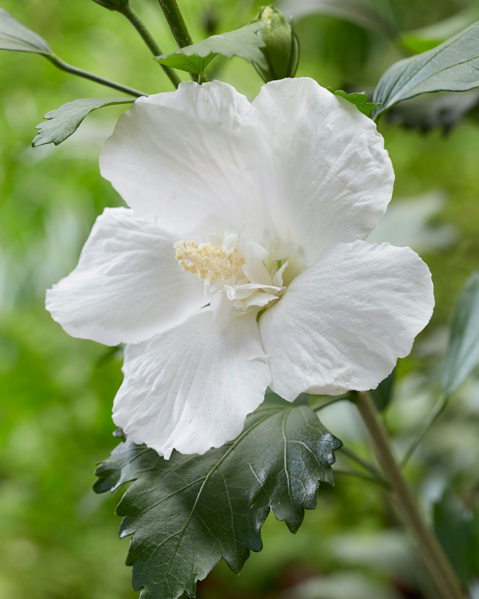 Hibiscus - FLOWER TOWER - White