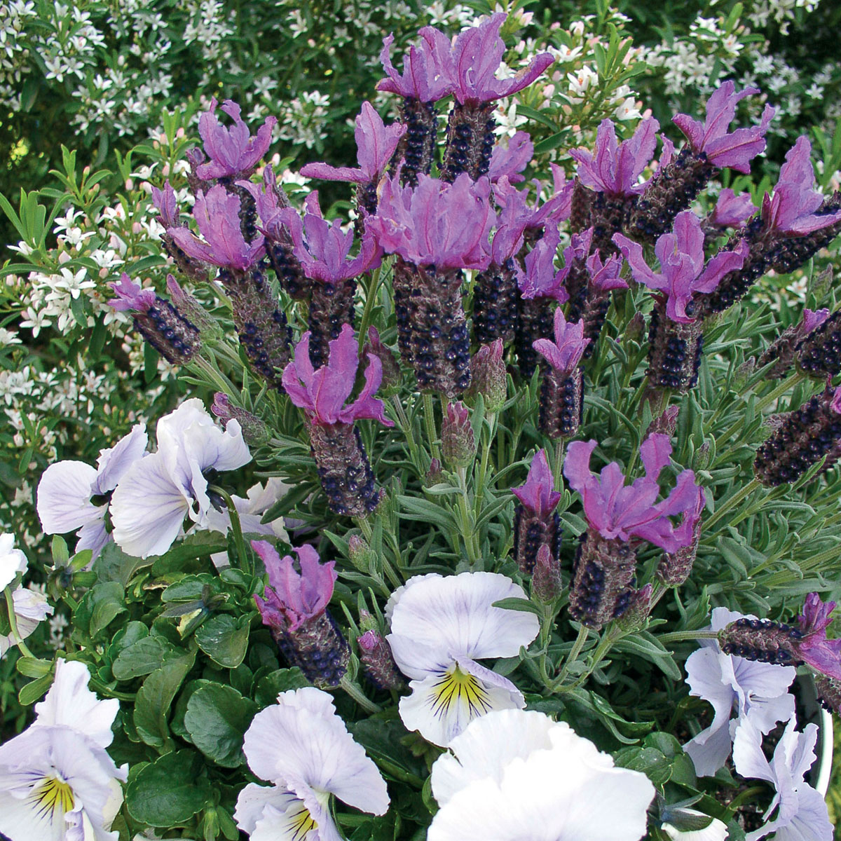 Lavande papillon - Blueberry Ruffles