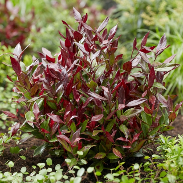 Leucothoé - Little Flames