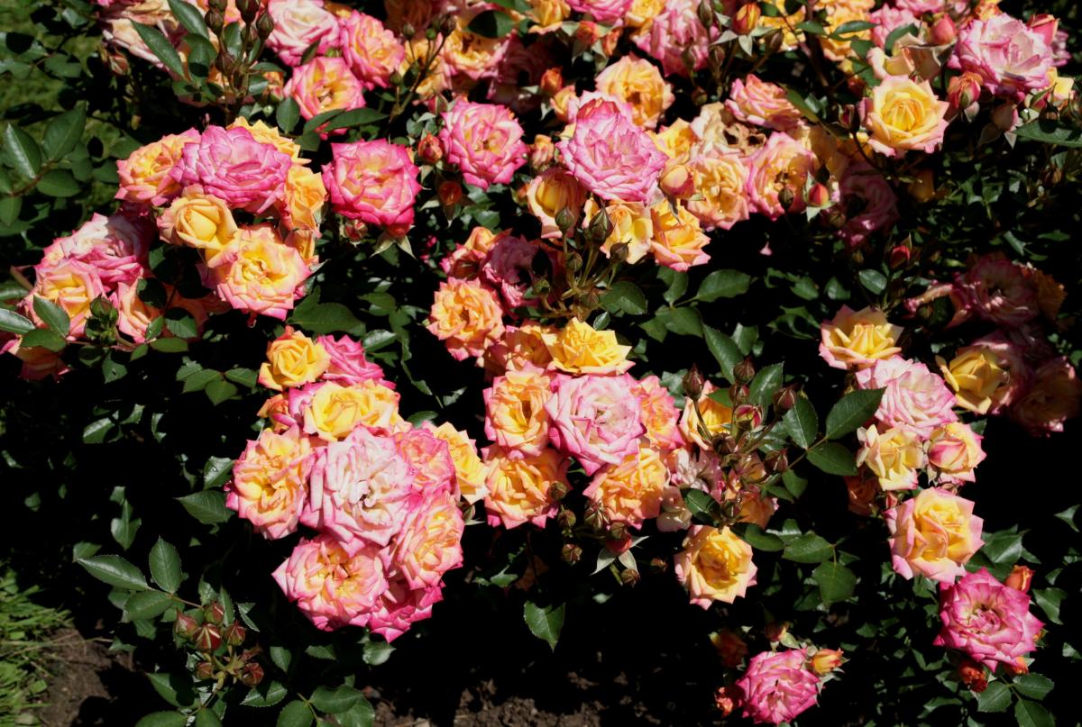 Rosier - LILLIPUTS ® - Little Sunset®