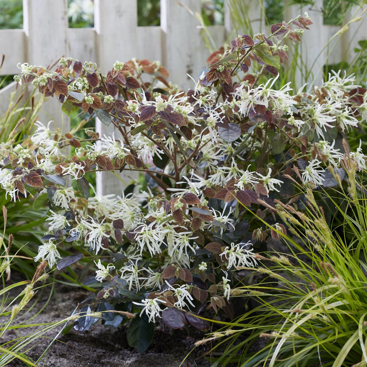 Loropétale de Chine - Ruby Snow