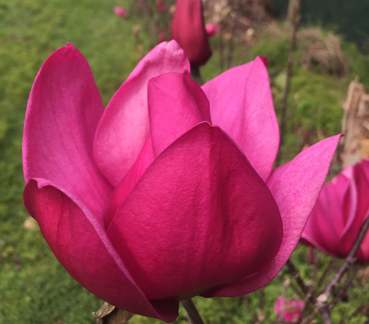 Magnolia - Pink Pyramid