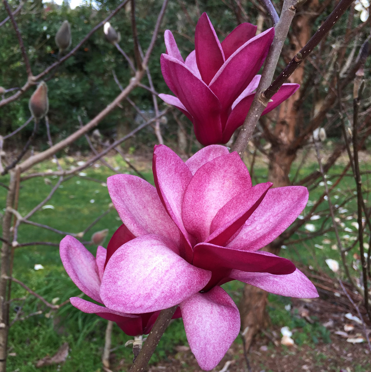 Magnolia - Starburst