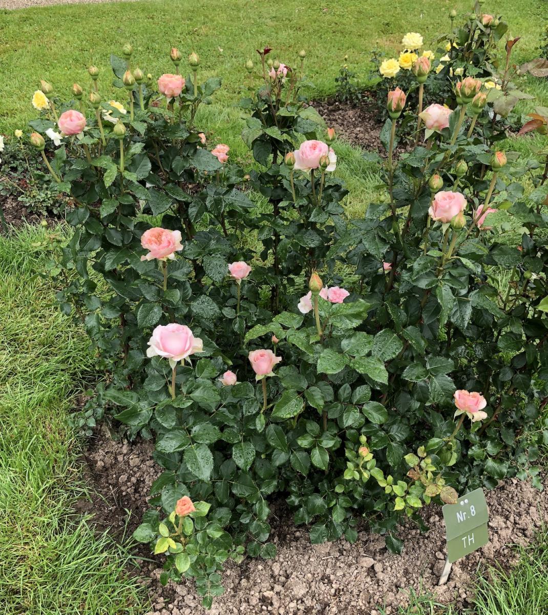 Rosier - ELEGANZA ® ANTIQUE ® - Amorosa®