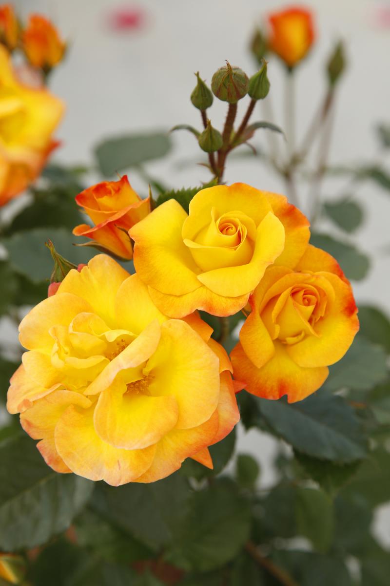 Rosier - FANTASIA ® - Bright Smiles