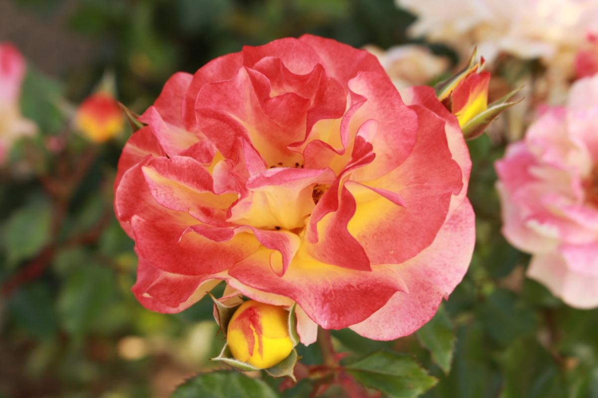 Rosier - FANTASIA ® - Bright Smiles