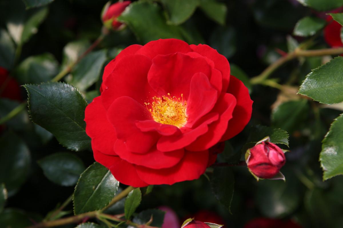 Rosier - RIGO ROSEN ® - Caracho