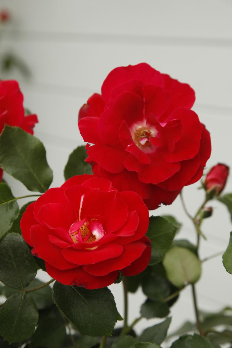 Rosier - Rigo Rosen ® - Caracho