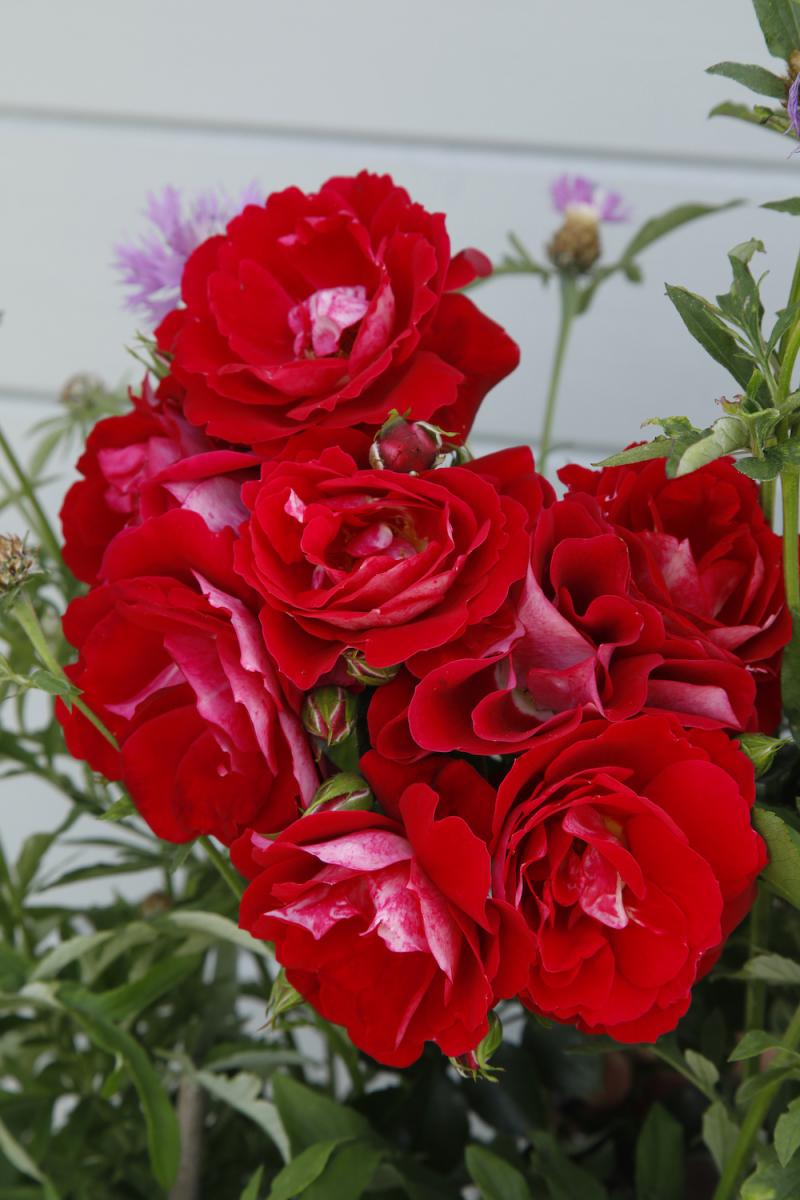 Rosier - RIGO ROSEN ® - Caracho