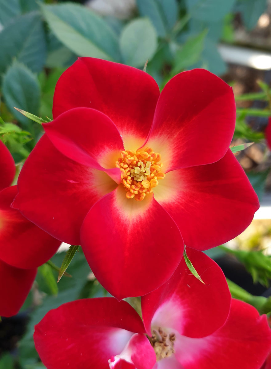 Rosier - Everglow Ruby