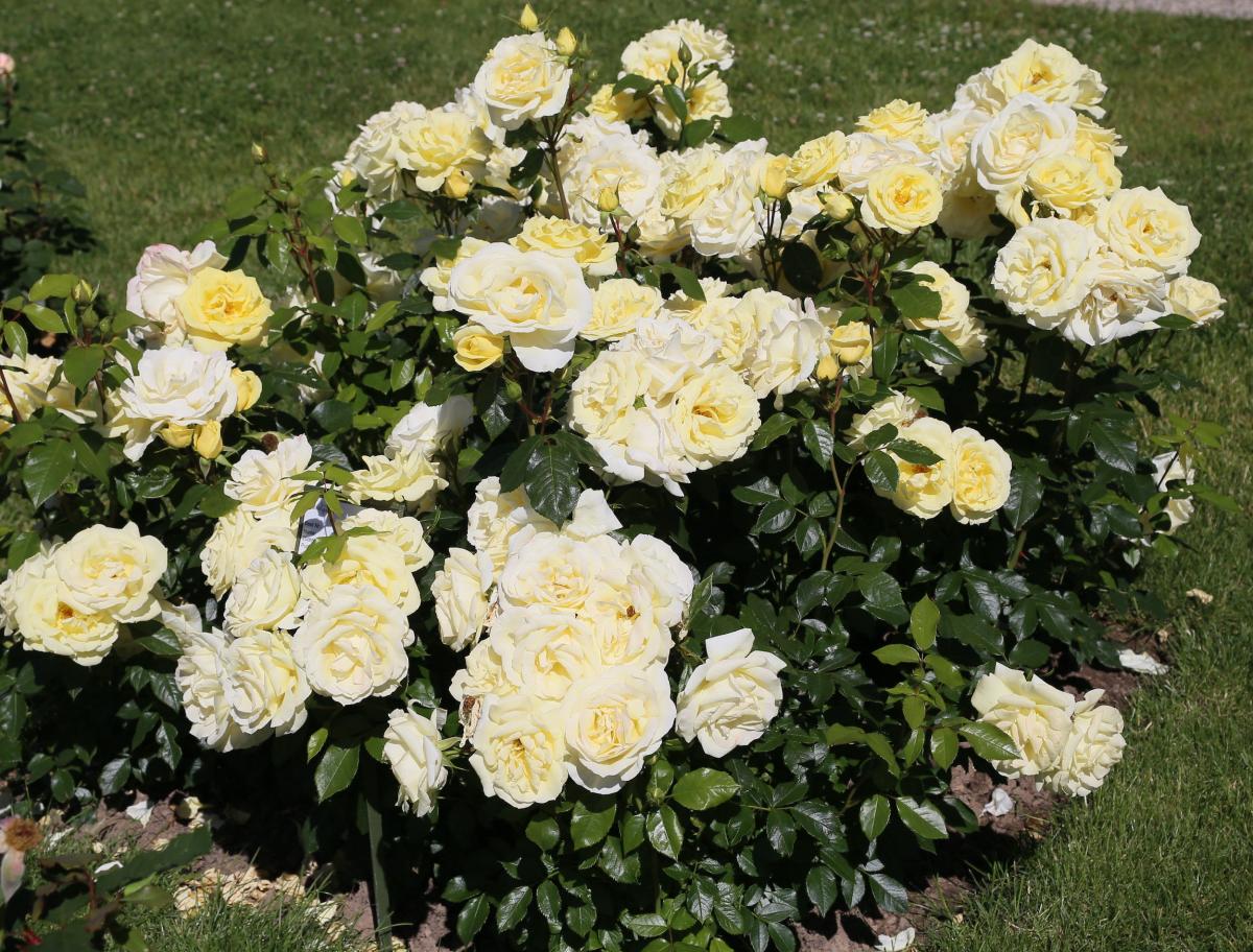 Rosier - ELEGANZA ® - Limona®