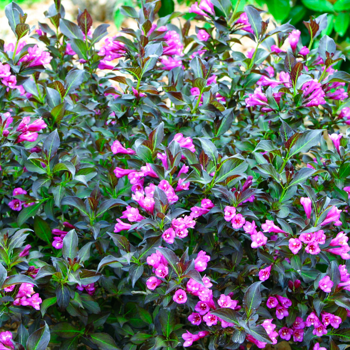 Weigélia - Ruby Queen