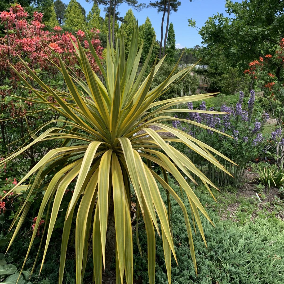 Yucca - Mellow Yellow