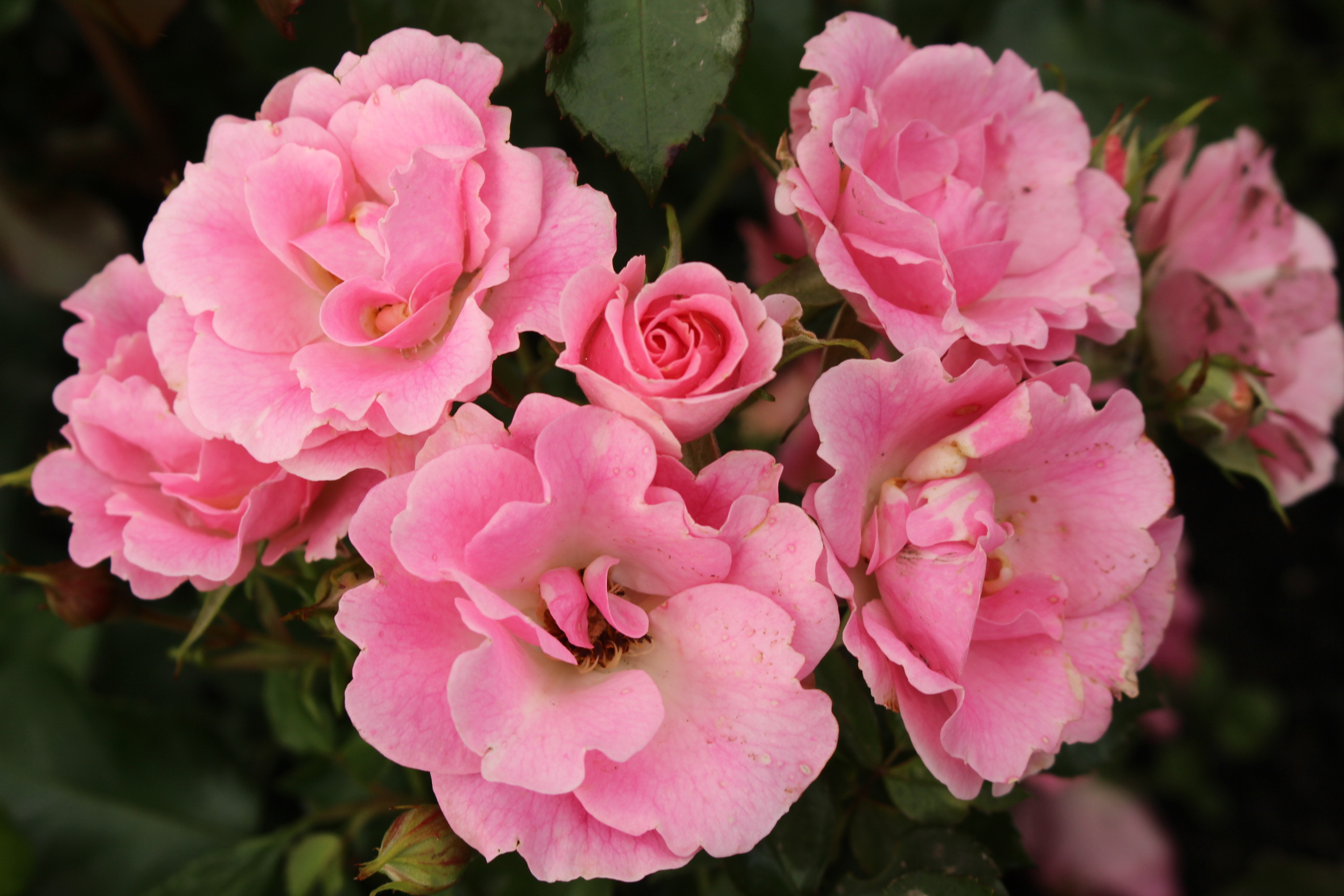 Rosier - NECTAR GARDEN ® - Roselina