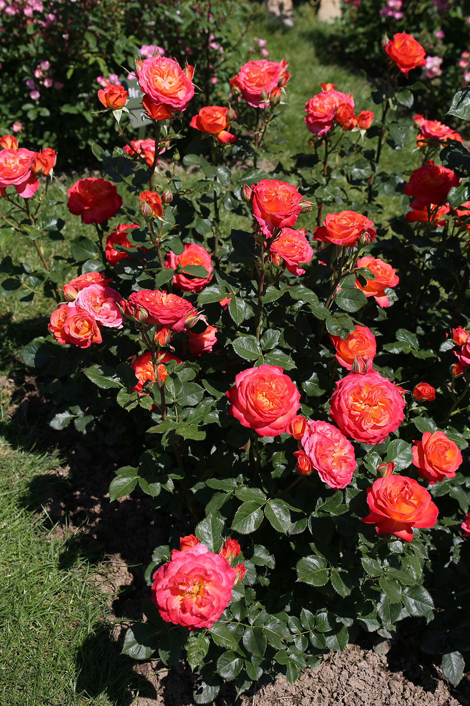 Rosier - FANTASIA ® - Vulcano®