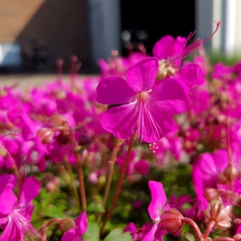 Géranium vivace - Intense
