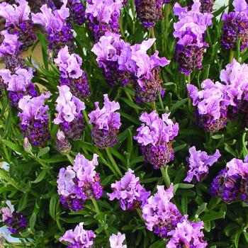 Lavande papillon - Boysenberry Ruffles