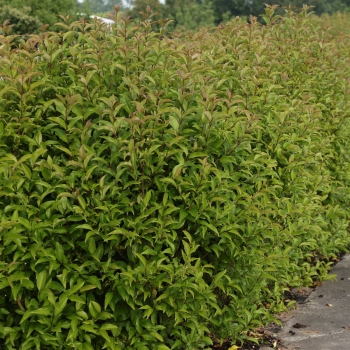 Troène du Japon - Green Screen