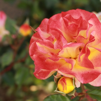 Rosier - FANTASIA ® - Bright Smiles